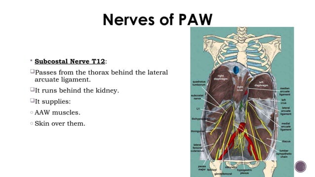 Anatomy of the abdominal system Nerves.pptx
