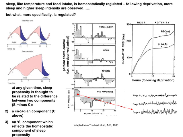 COGS 107B - Winter 2010 - Lecture 12 - control and function of sleep ...