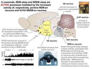 COGS 107B - Winter 2010 - Lecture 12 - control and function of sleep ...