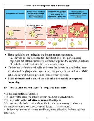 Innate And Adaptive Immune Response