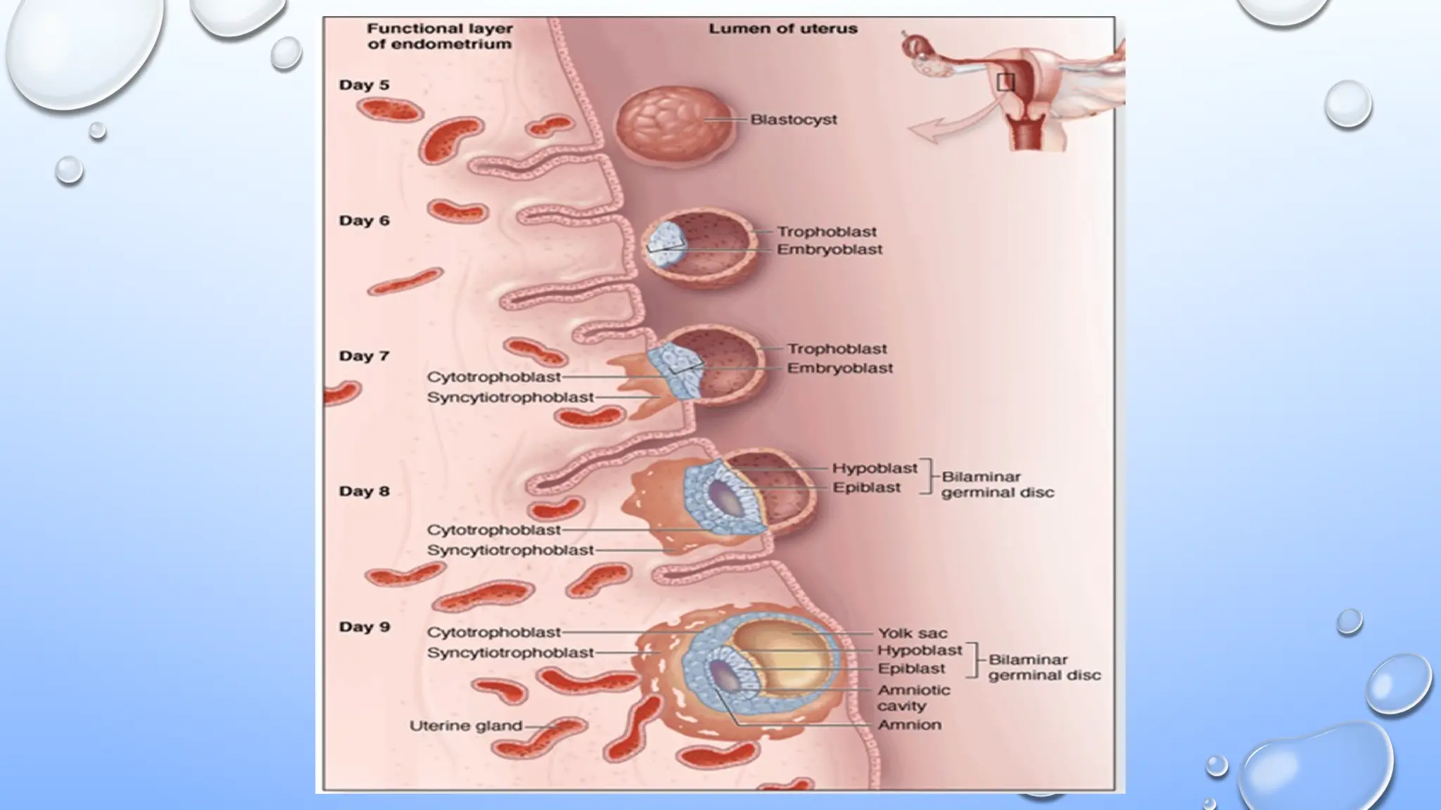 Embryogenesis first week ovulation, fertilization and implantation | PPTX