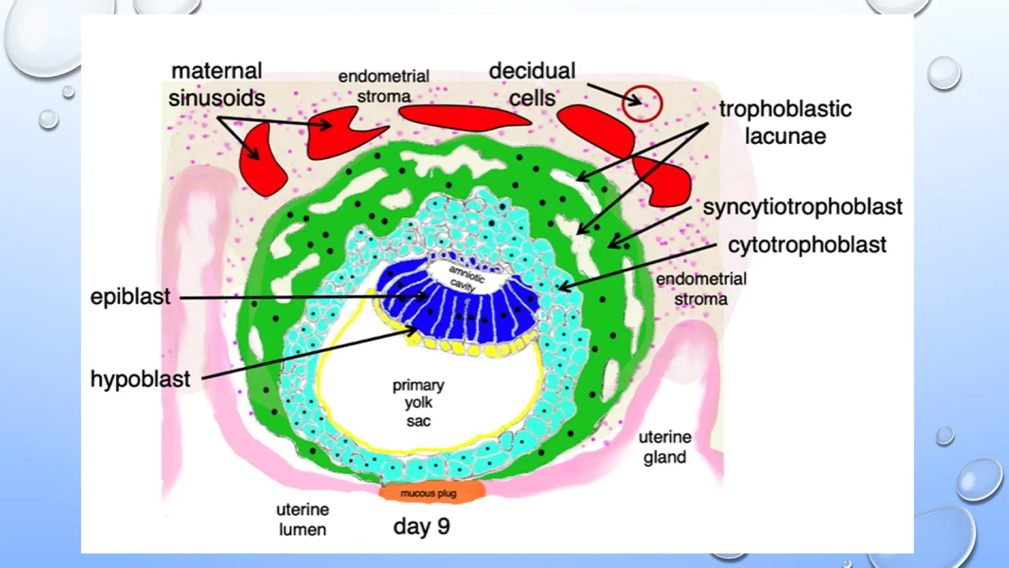 Embryogenesis first week ovulation, fertilization and implantation ...