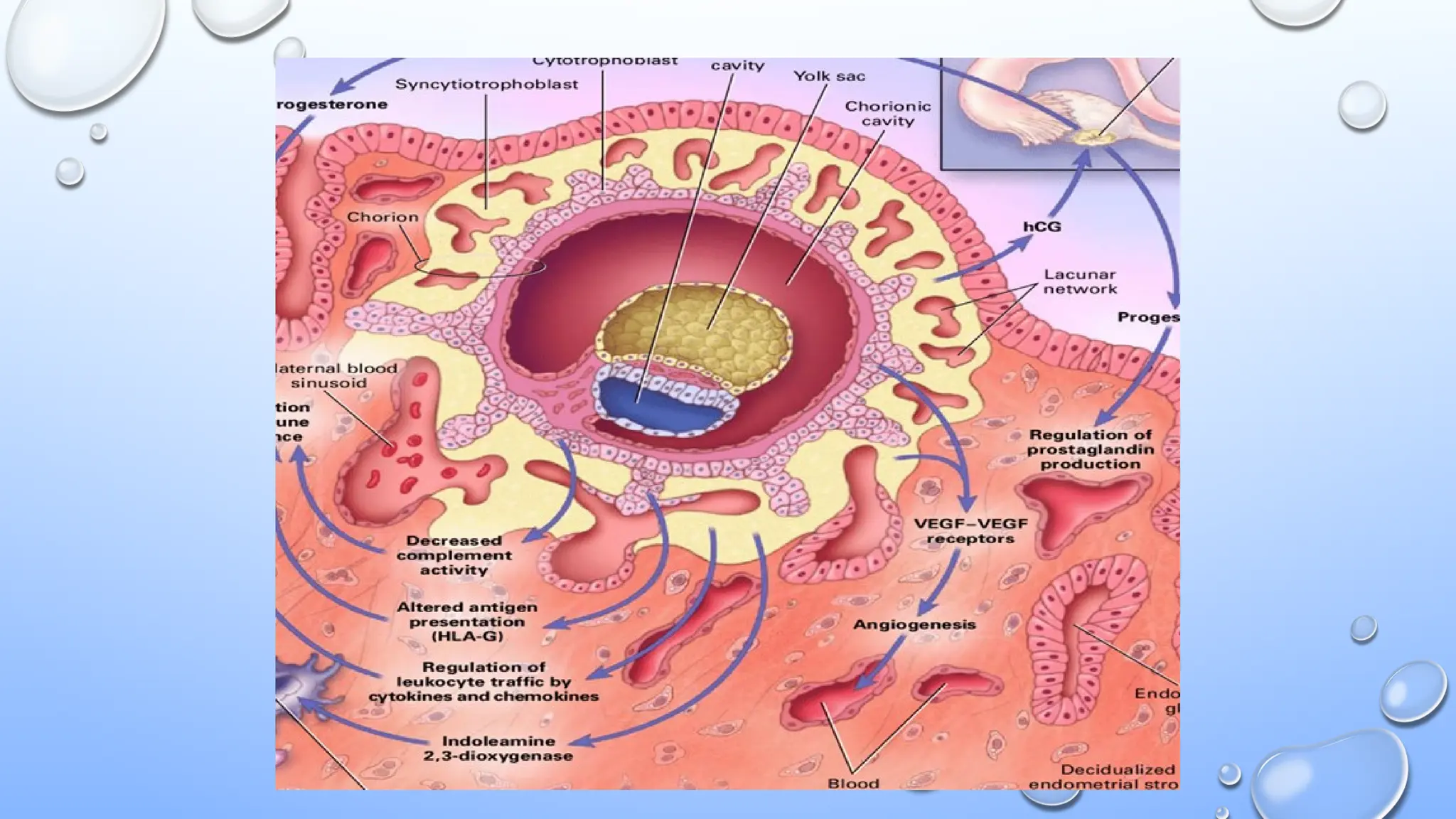 Embryogenesis first week ovulation, fertilization and implantation ...