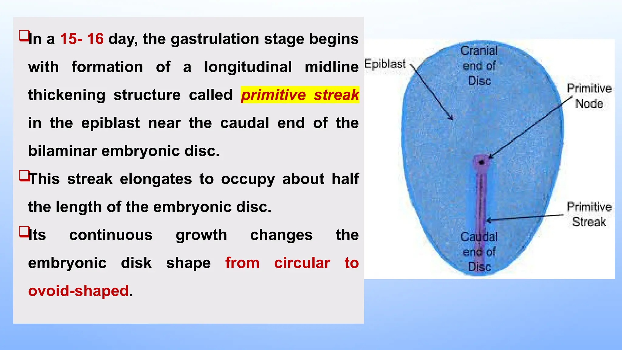 Embryogenesis first week ovulation, fertilization and implantation ...