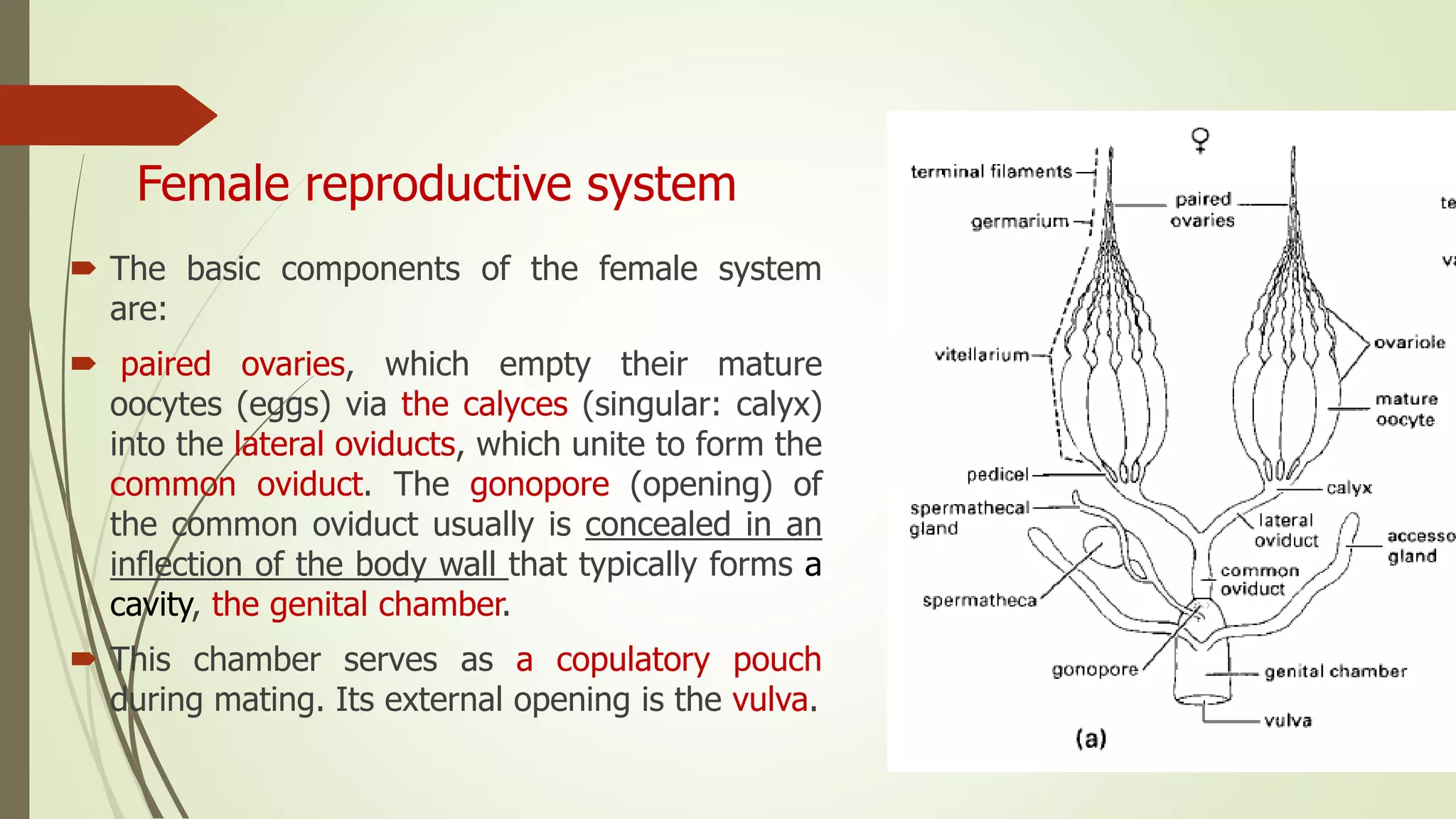 Insect Reproductive System | PPTX