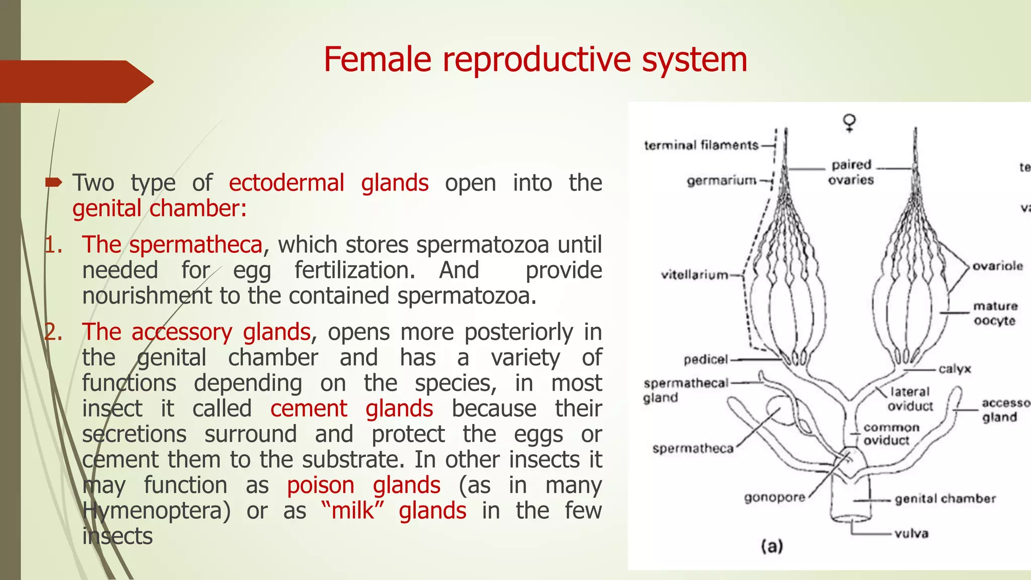 Insect Reproductive System | PPTX