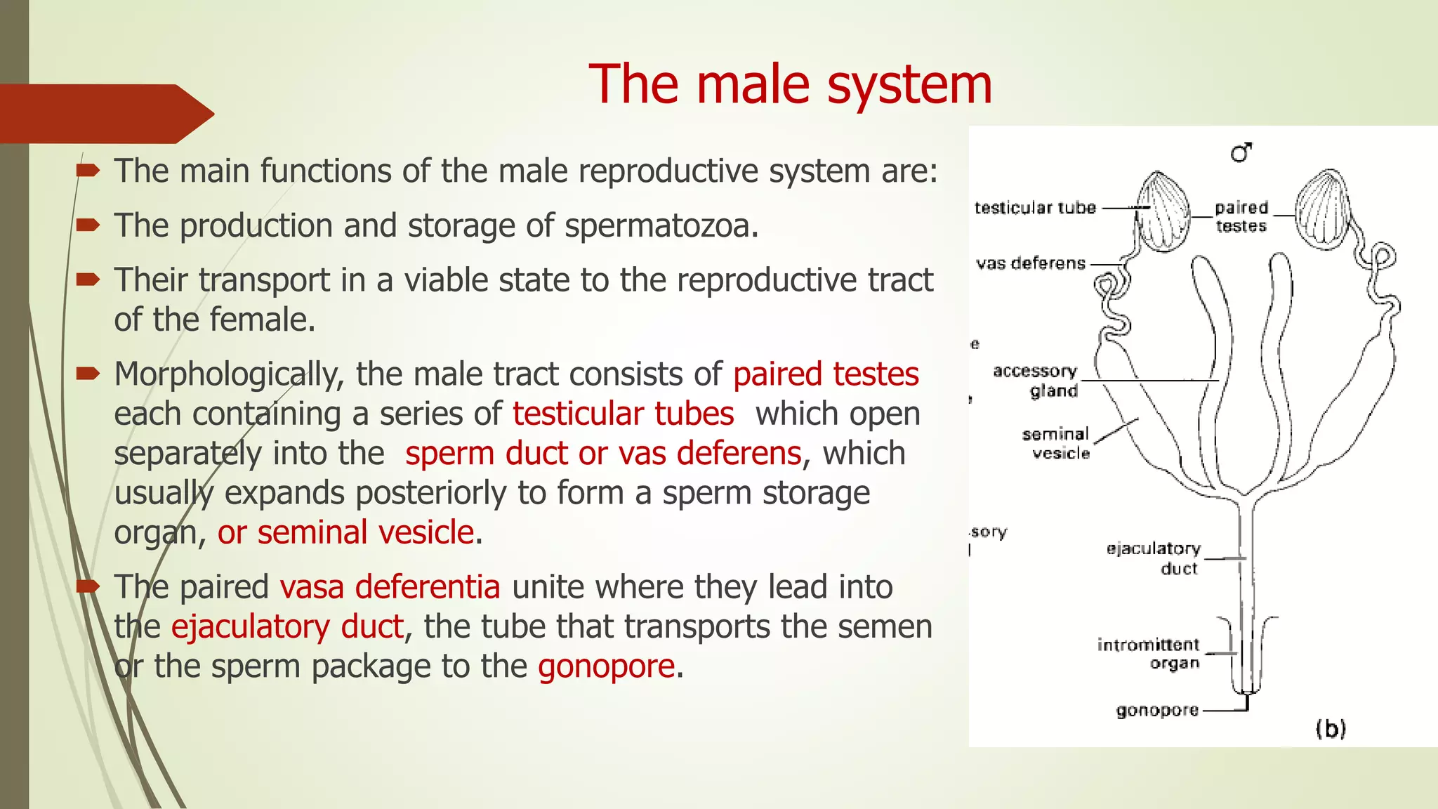 Insect Reproductive System | PPTX