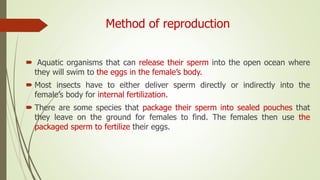 Insect Reproductive System | PPTX