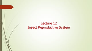 Insect Reproductive System | PPTX