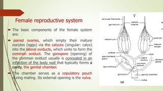 Insect Reproductive System | PPTX