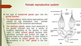 Insect Reproductive System | PPTX