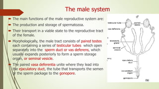 Insect Reproductive System | PPTX