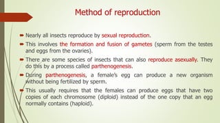 Insect Reproductive System | PPTX