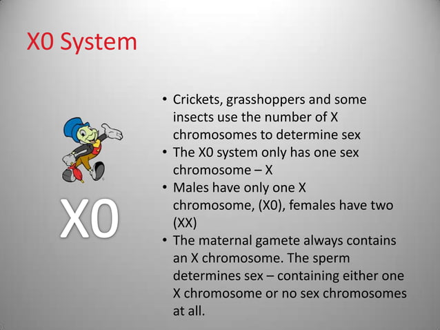 Lec12 Sex Determination | PPTX