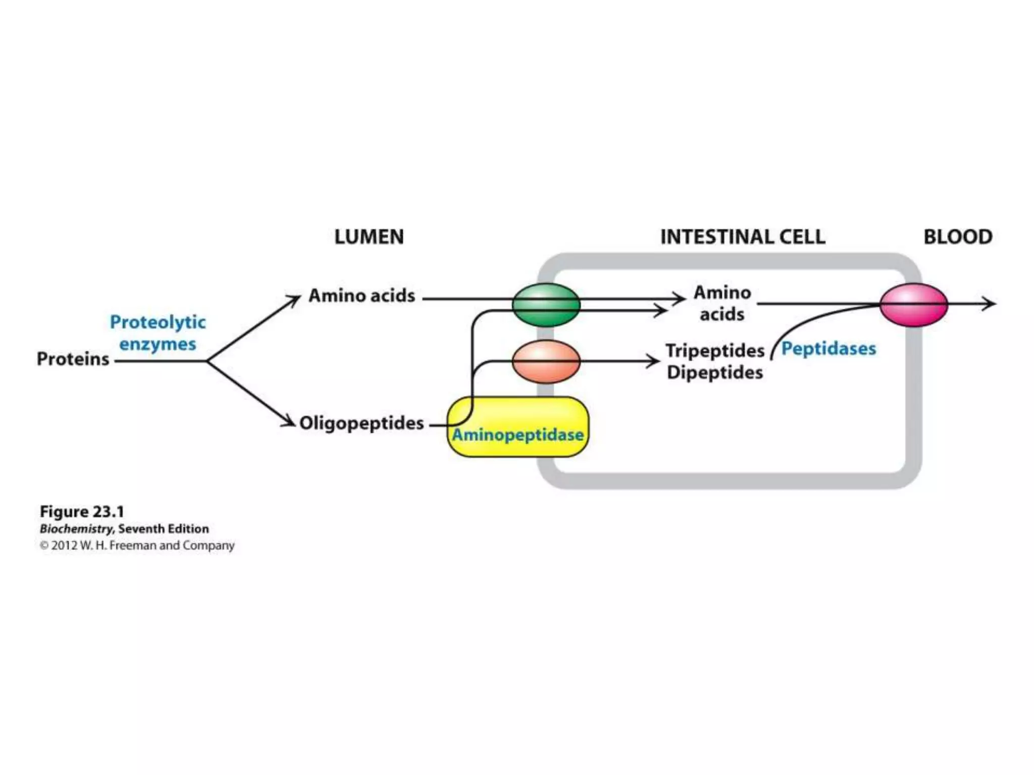 Lec12 ureacyc | PPTX