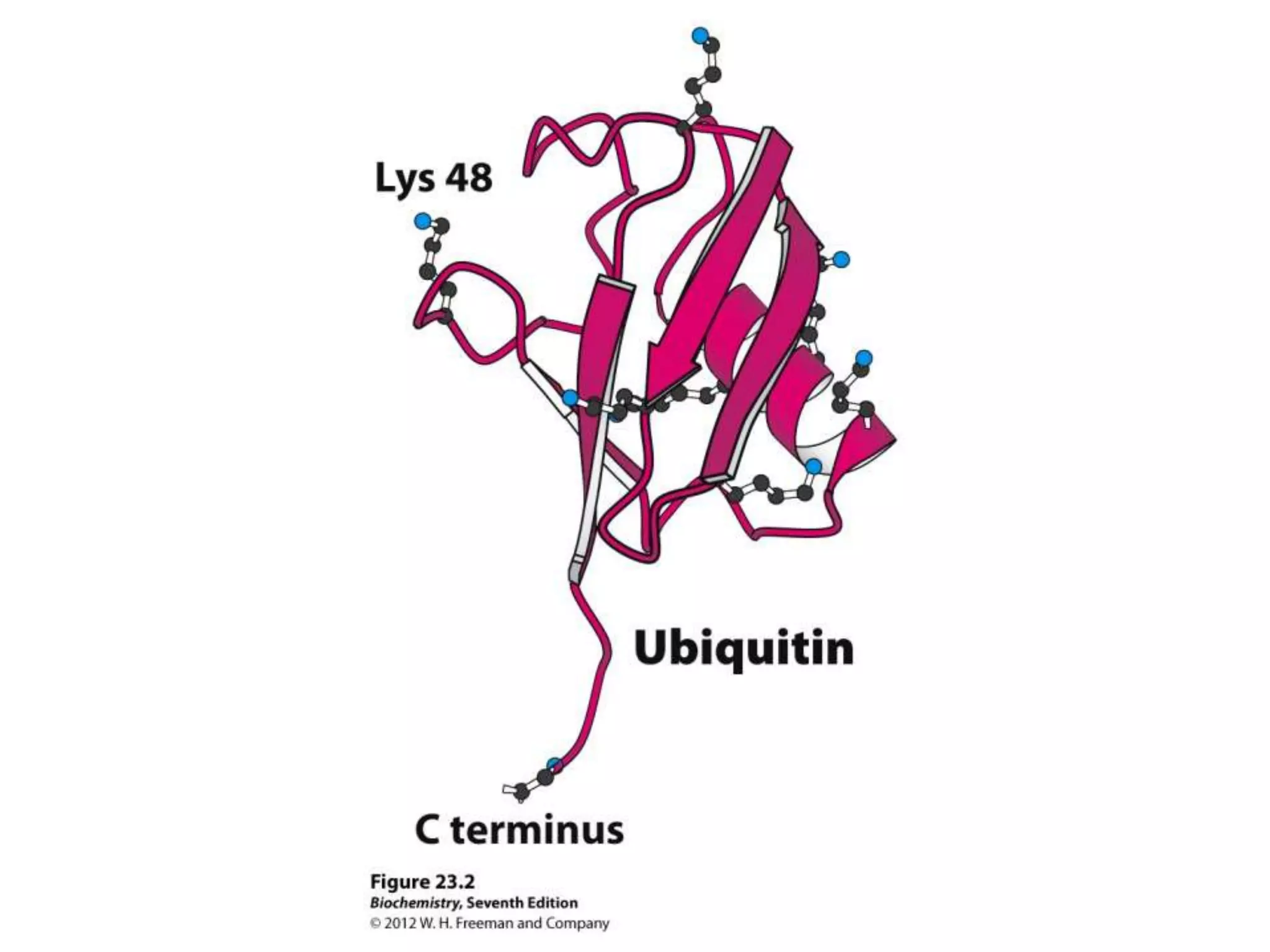 Lec12 ureacyc | PPTX