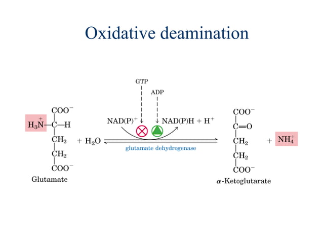 Lec12 ureacyc | PPTX | Chemistry | Science