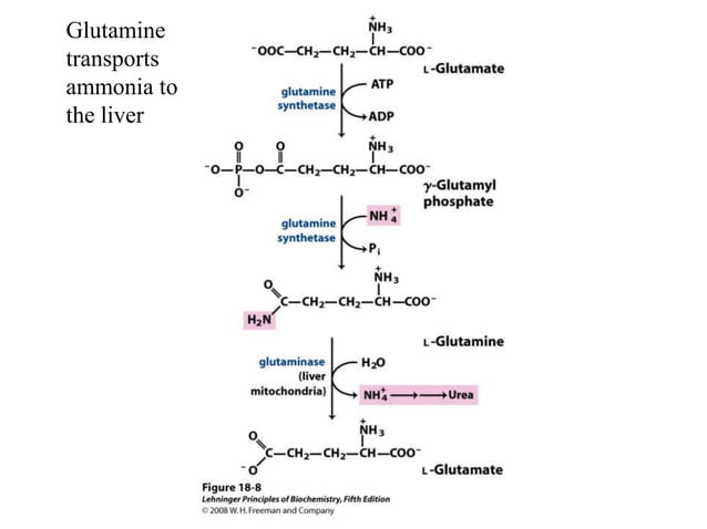 Lec12 ureacyc | PPTX | Chemistry | Science
