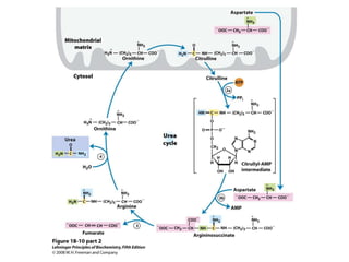 Urea Cycle Lehninger