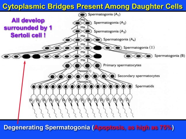 Spermatogenesis in Domestic Animals - Dr. John J. Parrish | PPTX ...