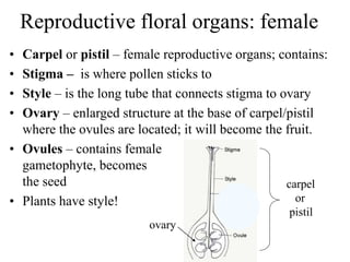 Lec13_Pollination.ppt