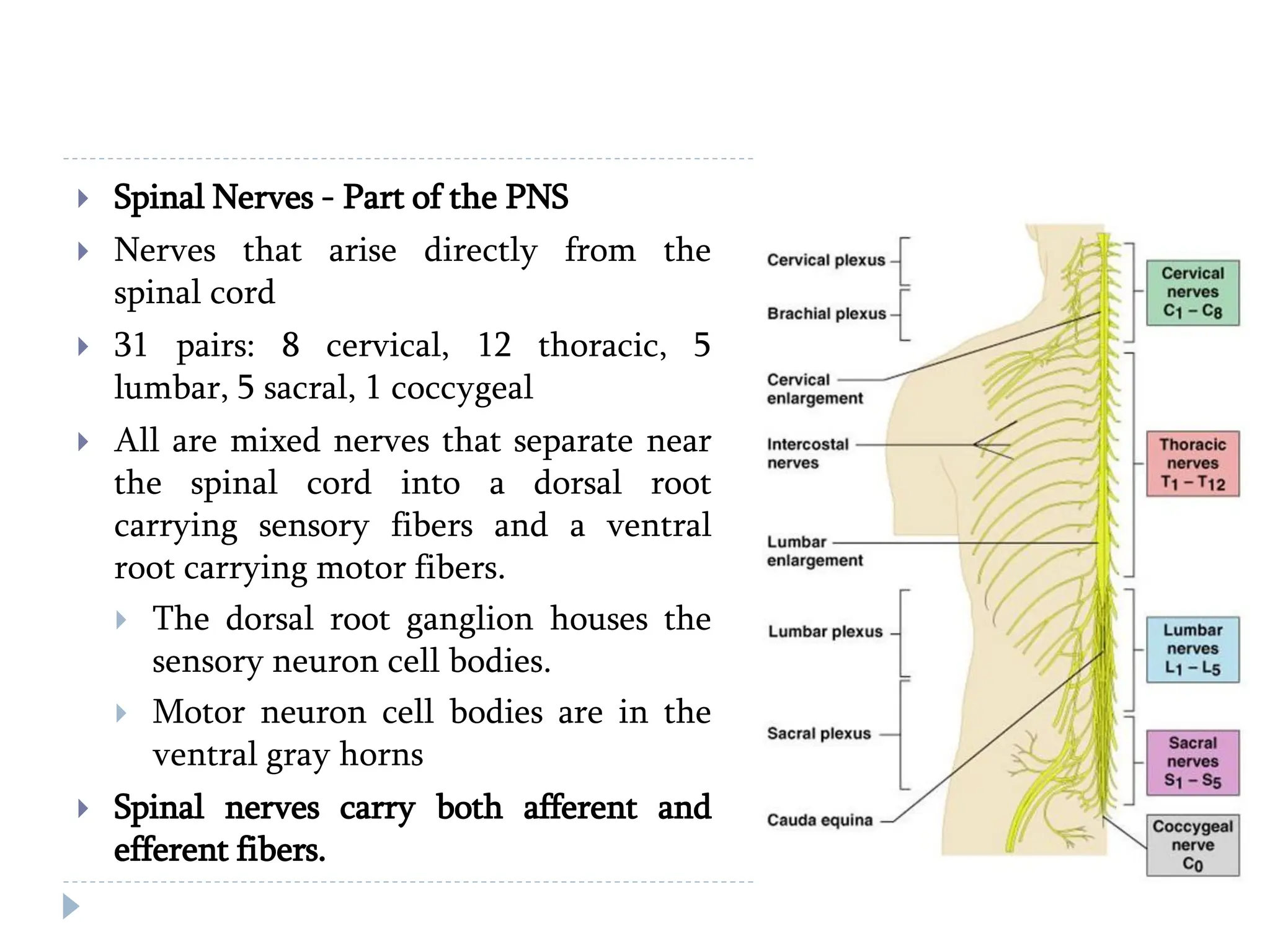 Spinal cord - cns ppt, general physiology, | PPT