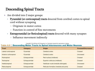 Spinal cord - cns ppt, general physiology, | PPT