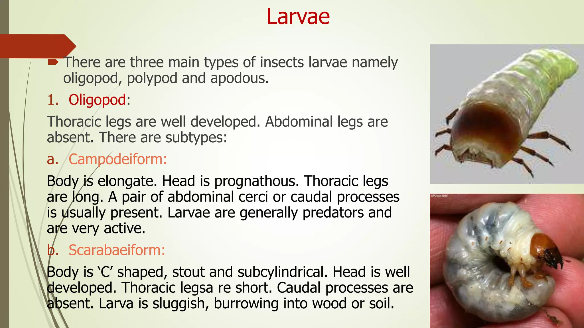 typeoflarvaeandpupaininsect-.pdf