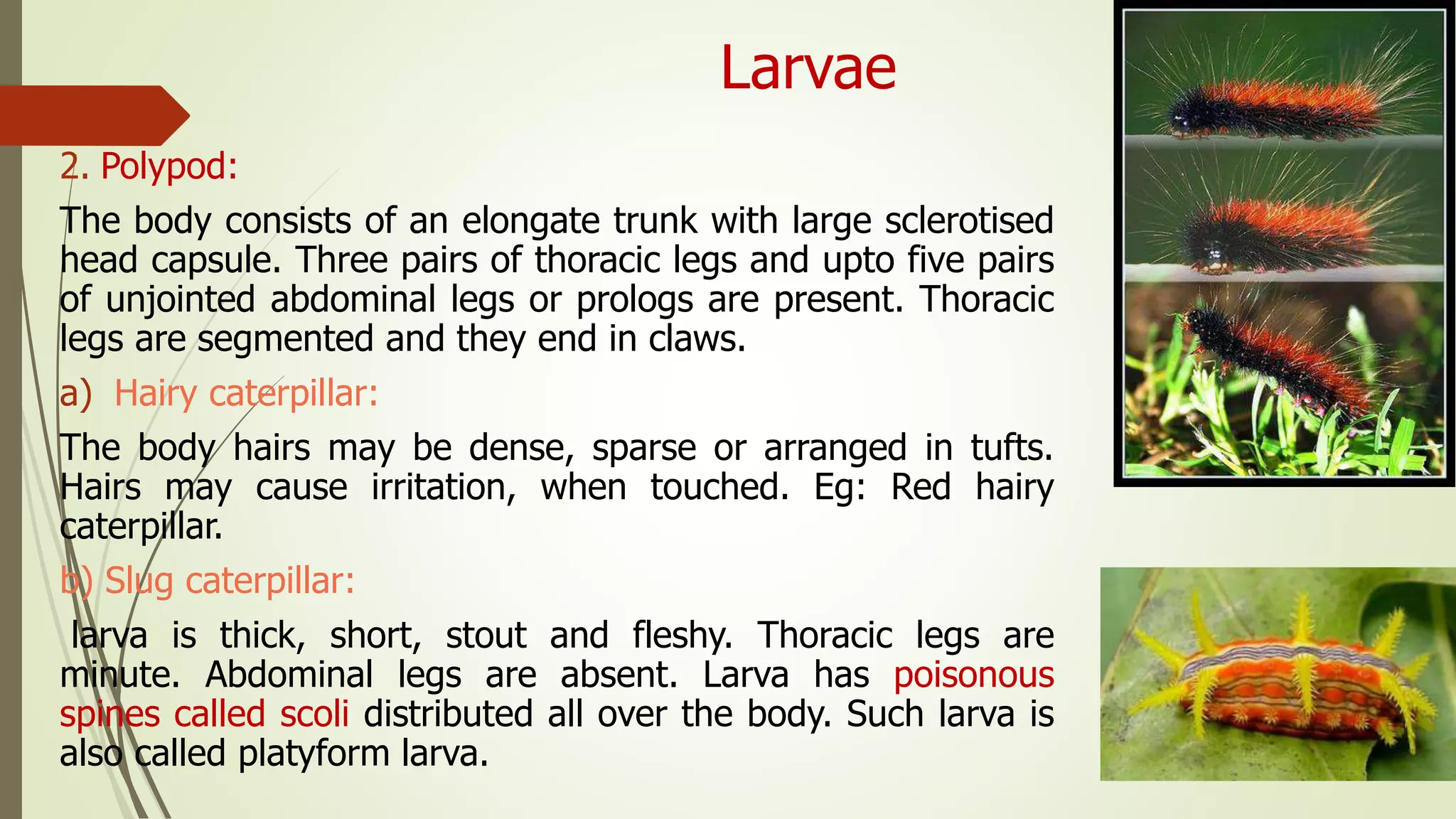 typeoflarvaeandpupaininsect-.pdf