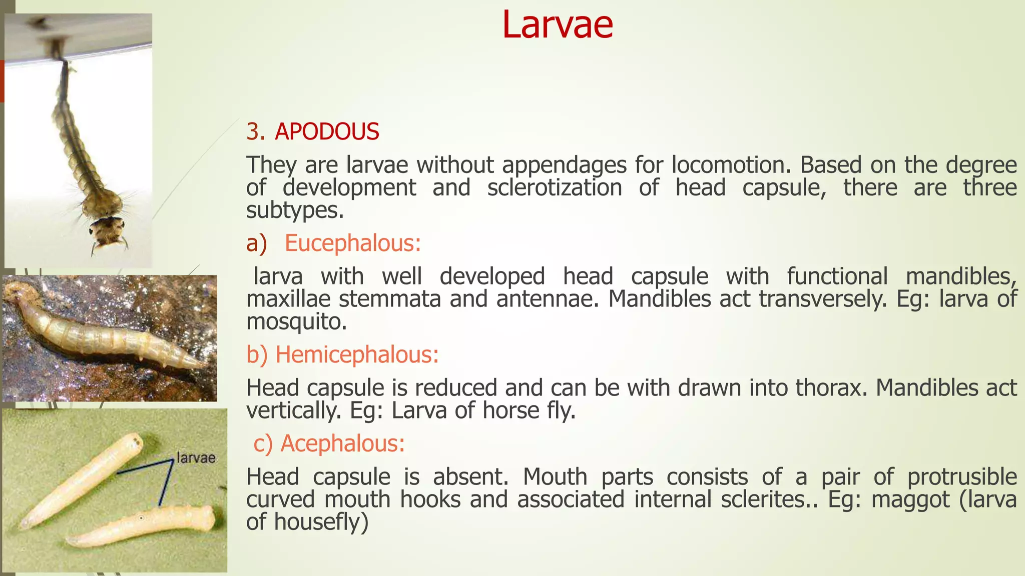 Type of larvae and pupa in insect | PPTX