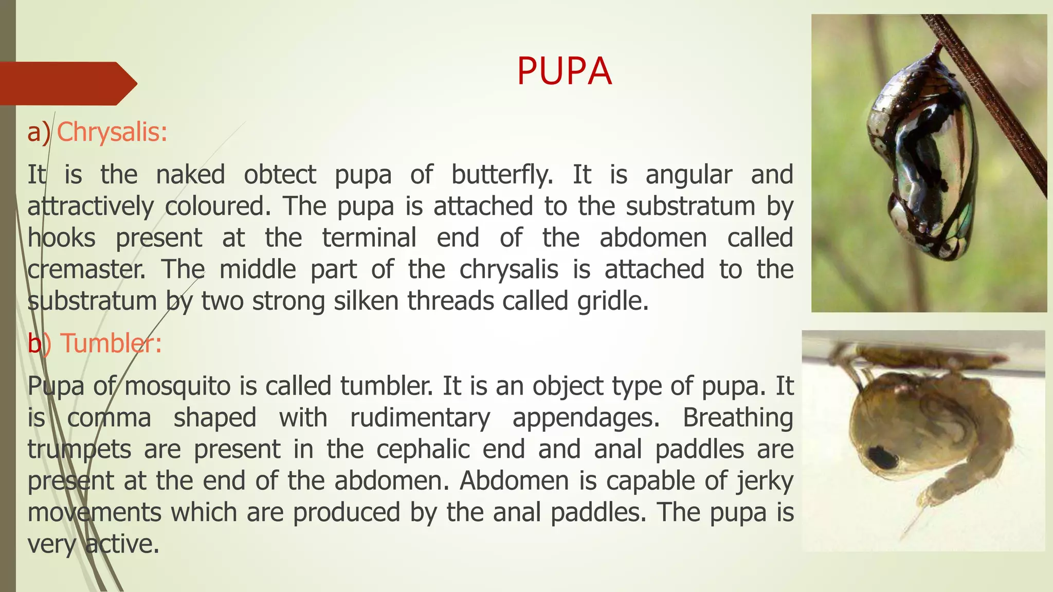 Type of larvae and pupa in insect | PPTX