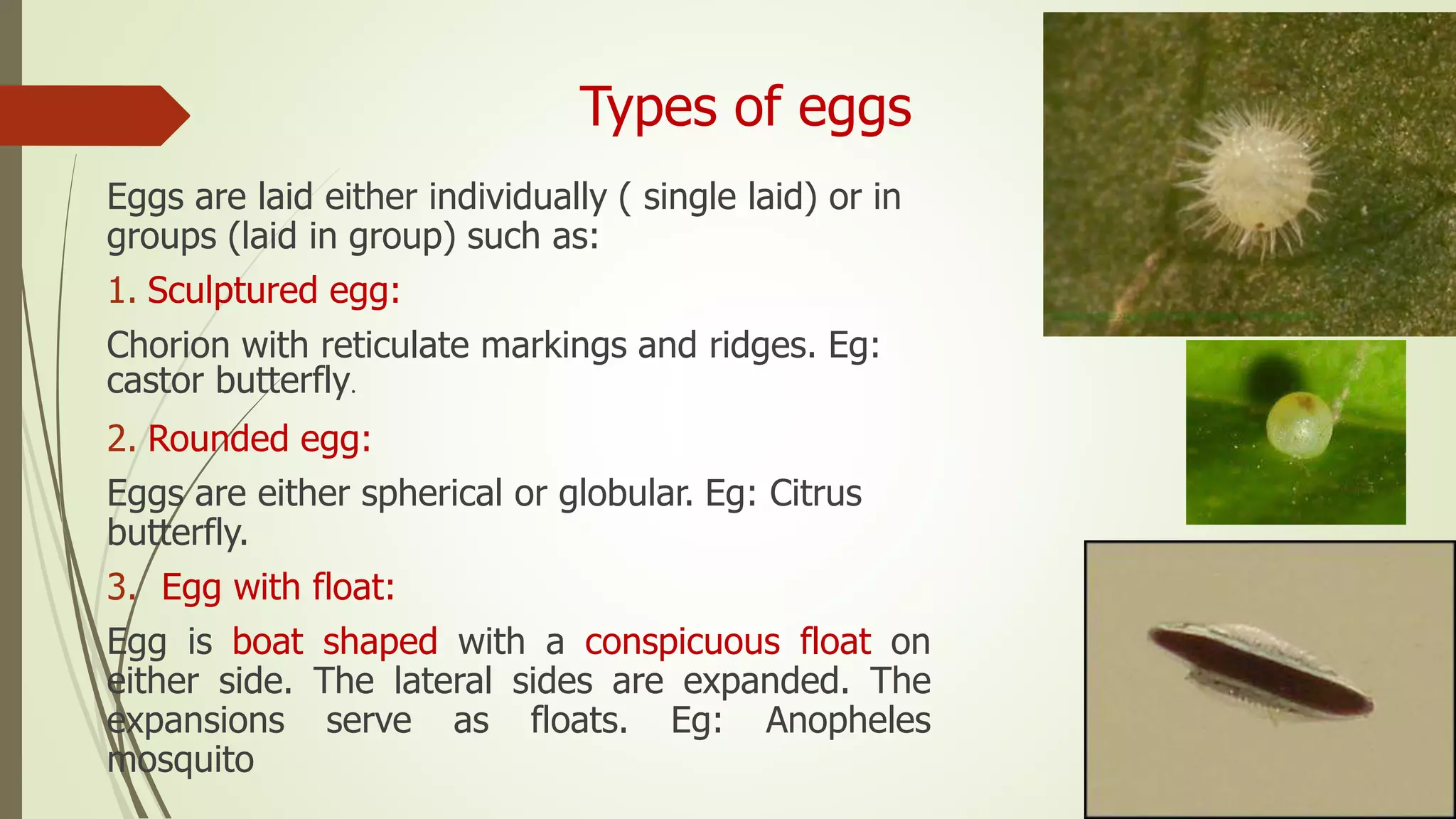 Type of larvae and pupa in insect | PPTX