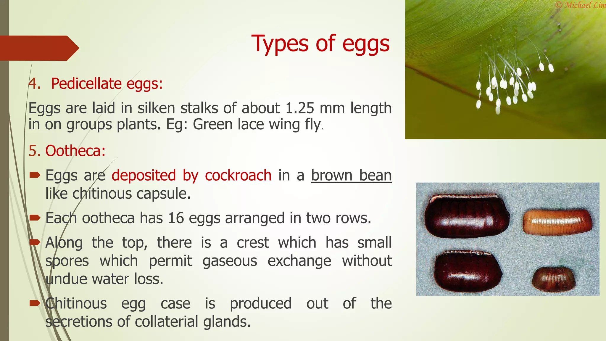 Type of larvae and pupa in insect | PPTX