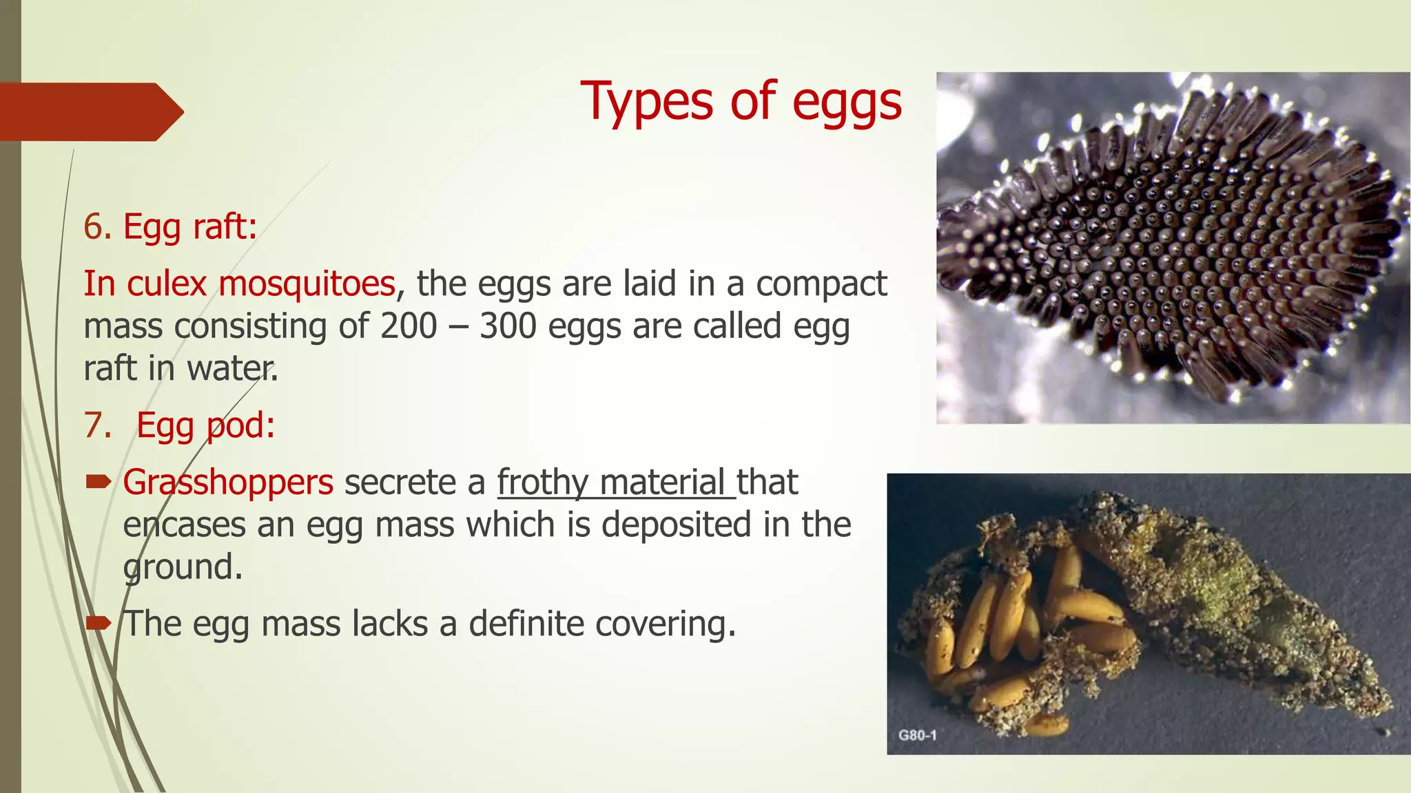 Type of larvae and pupa in insect | PPTX