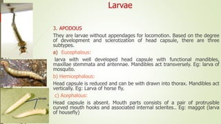 Type of larvae and pupa in insect | PPTX
