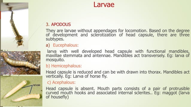 Type of larvae and pupa in insect | PPTX