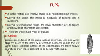 Type of larvae and pupa in insect | PPTX