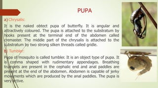 Type of larvae and pupa in insect | PPTX