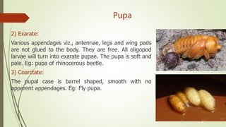 Type of larvae and pupa in insect | PPTX