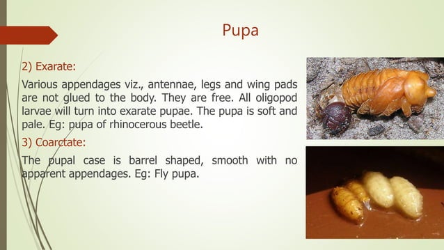 Type of larvae and pupa in insect | PPTX