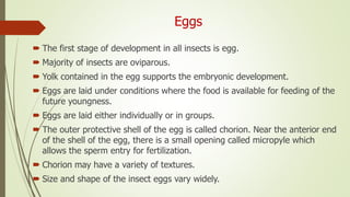 Type of larvae and pupa in insect | PPTX