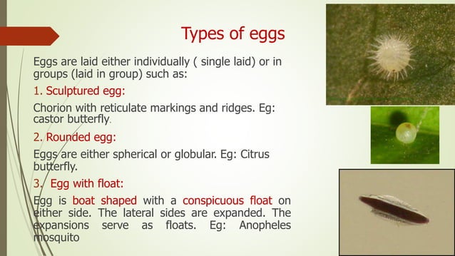 Type of larvae and pupa in insect | PPTX