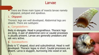 Type of larvae and pupa in insect | PPTX