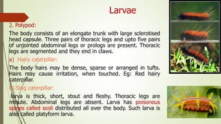 Type of larvae and pupa in insect | PPTX