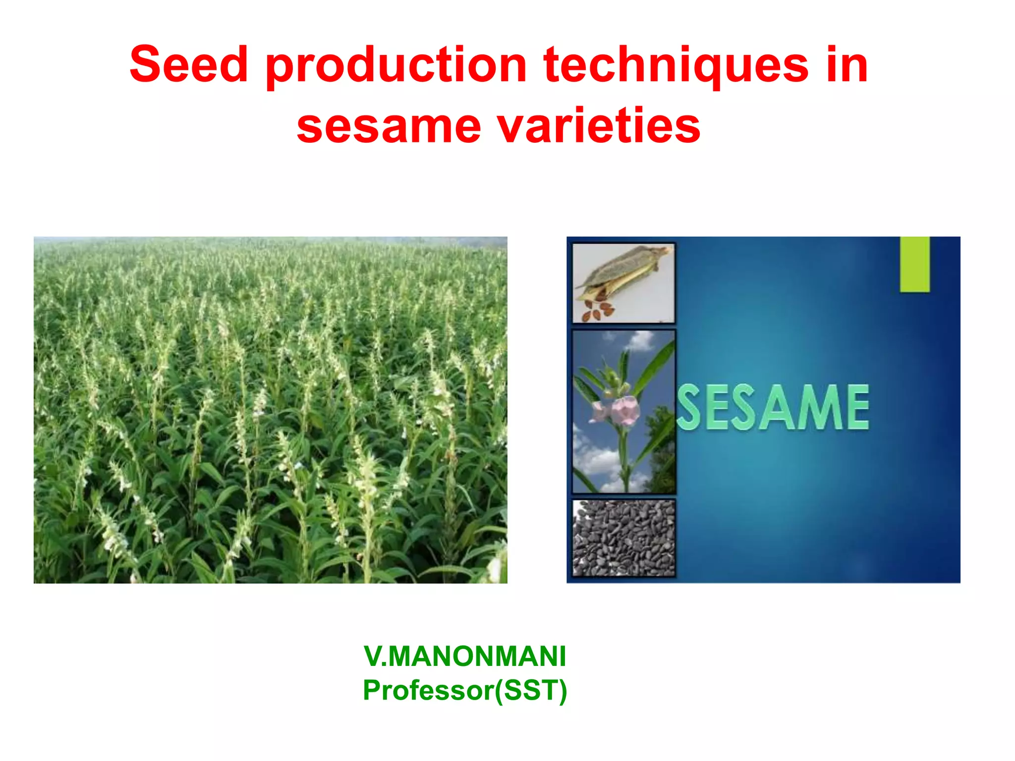 Lec 14.SST 201 Sesame seed production.pptx