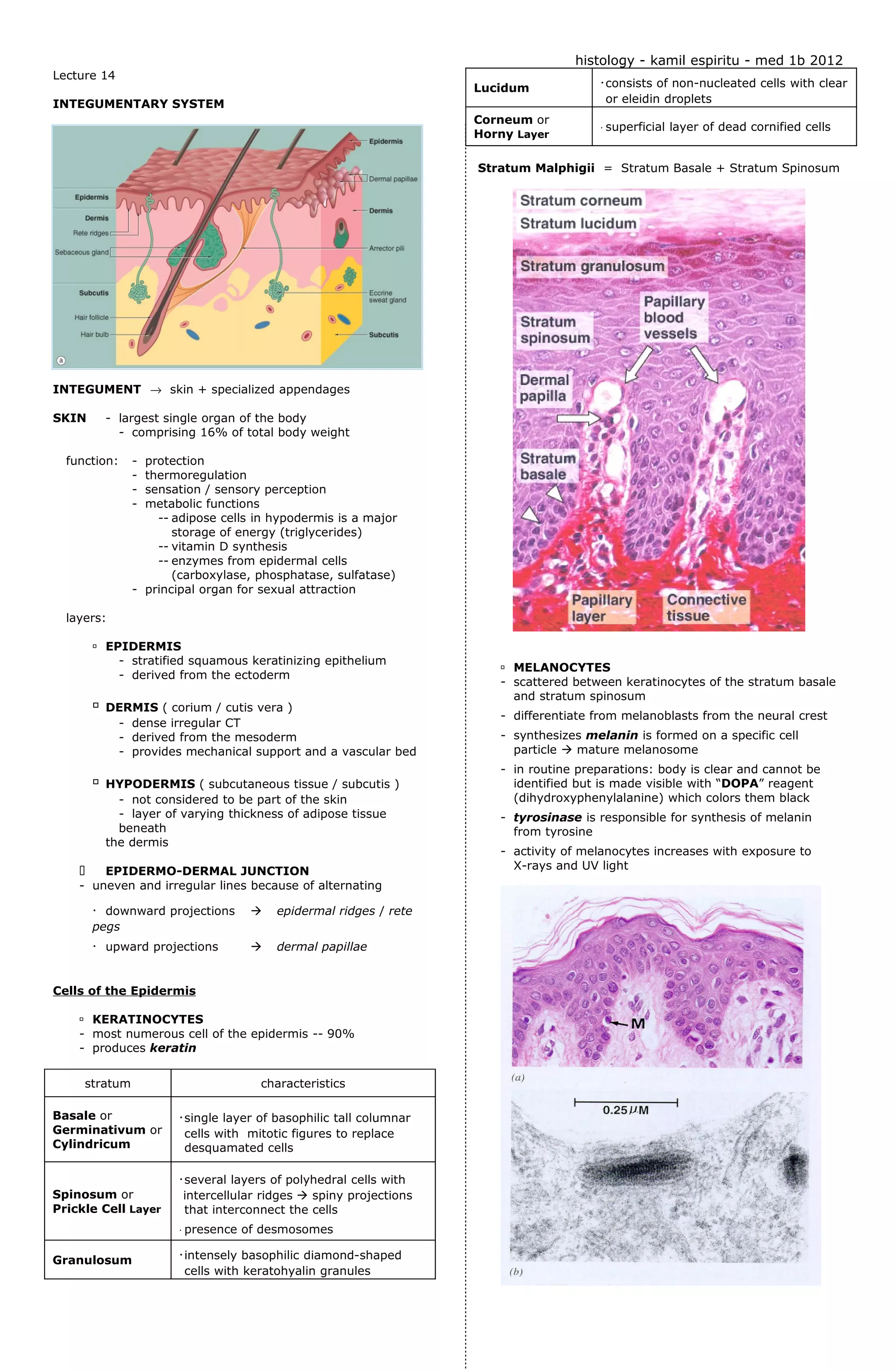 Lec14 Integumentary System | PDF