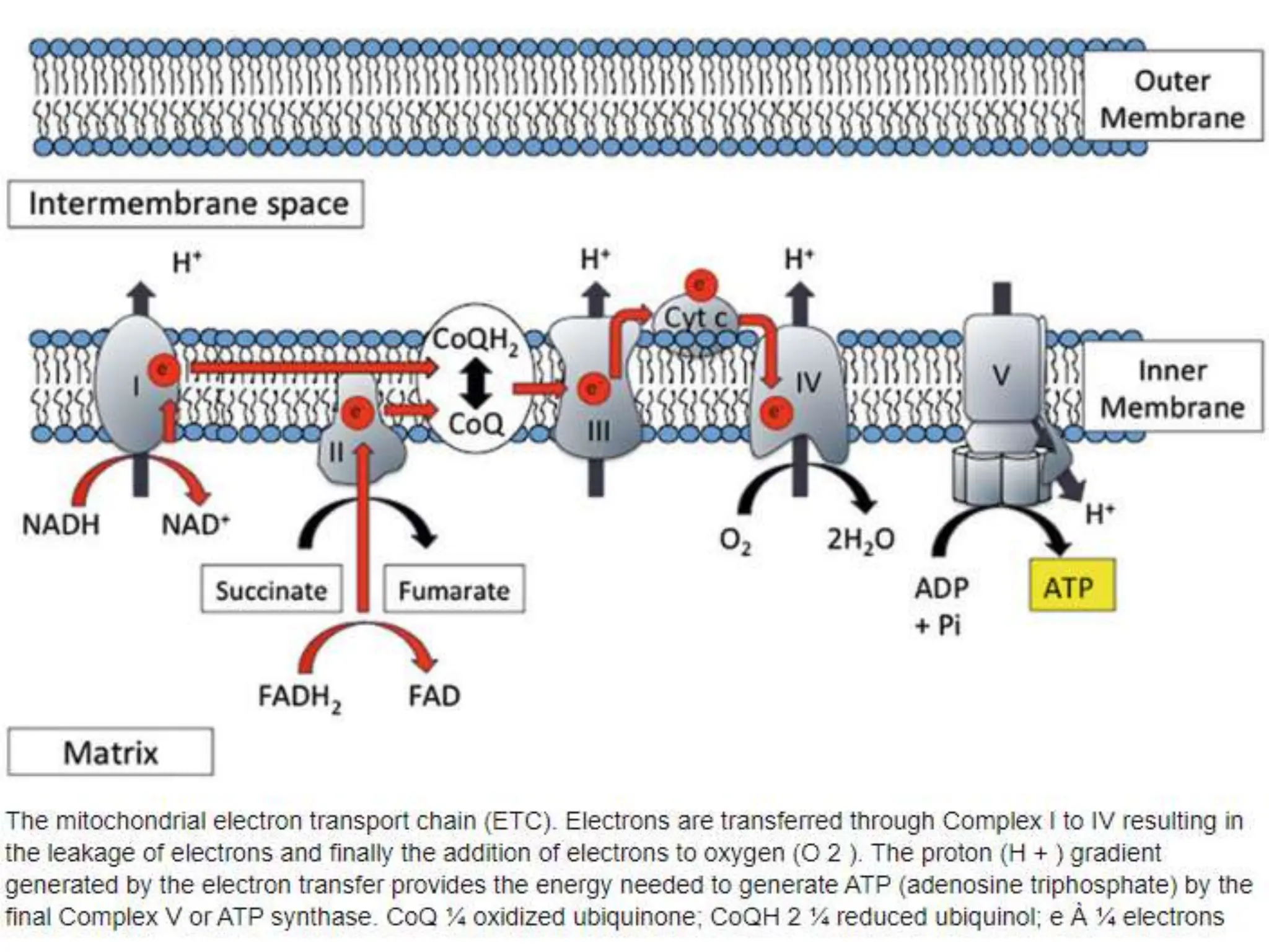 Electron transport chain terminal oxidation oxidation phosphorylation | PPT