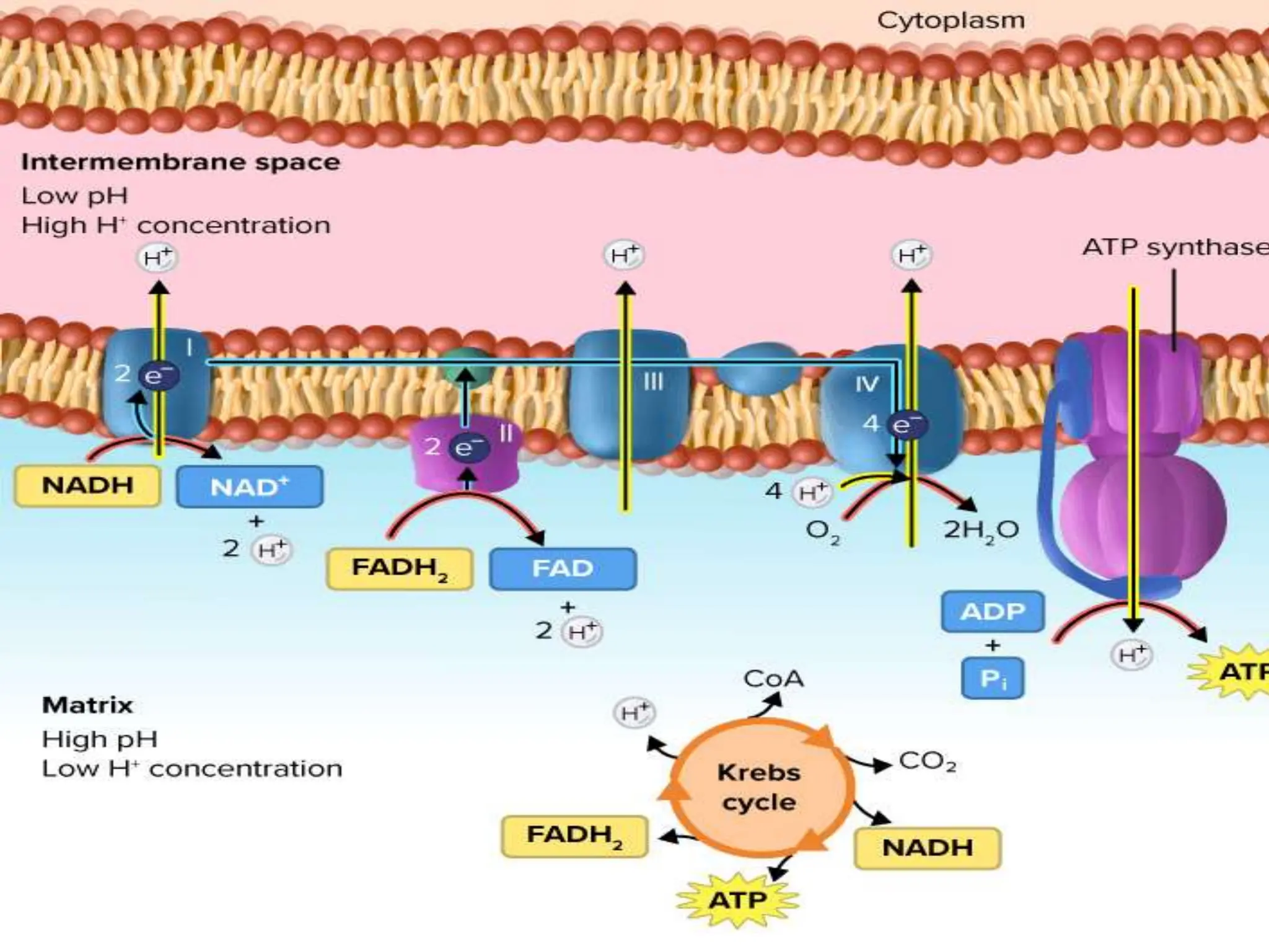 Electron transport chain terminal oxidation oxidation phosphorylation | PPT