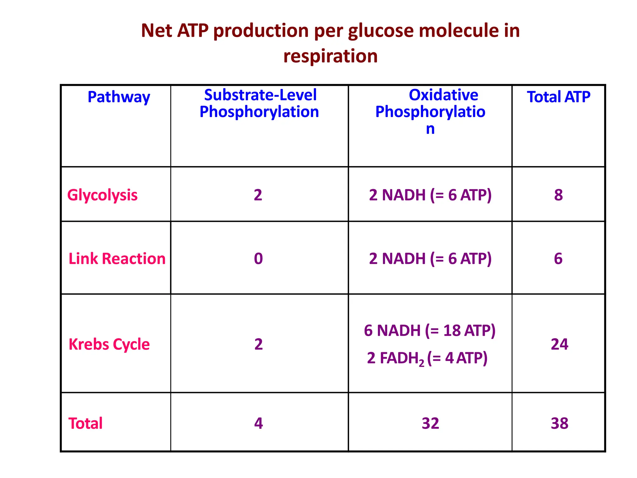 Electron transport chain terminal oxidation oxidation phosphorylation | PPT