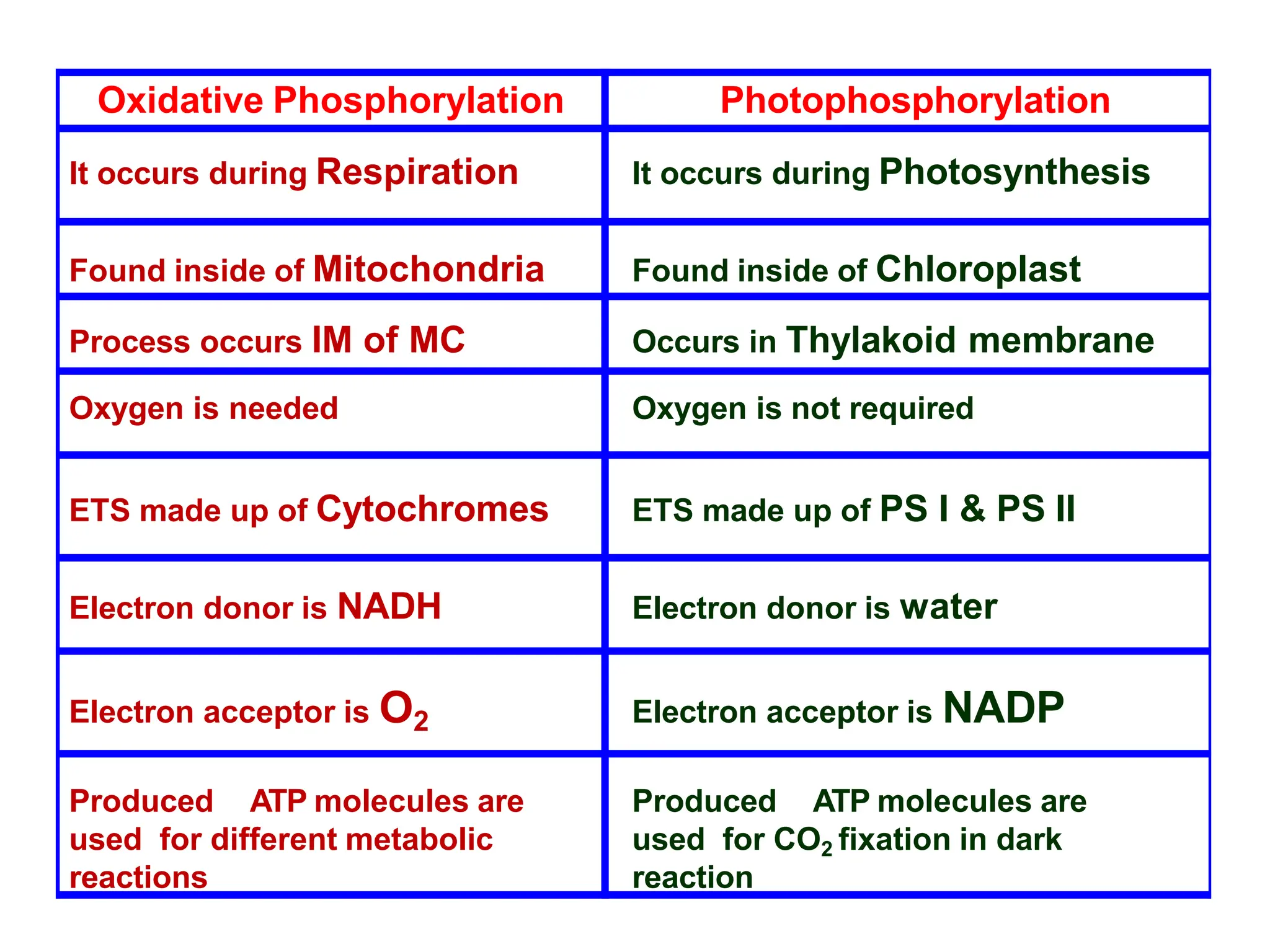 Electron transport chain terminal oxidation oxidation phosphorylation | PPT